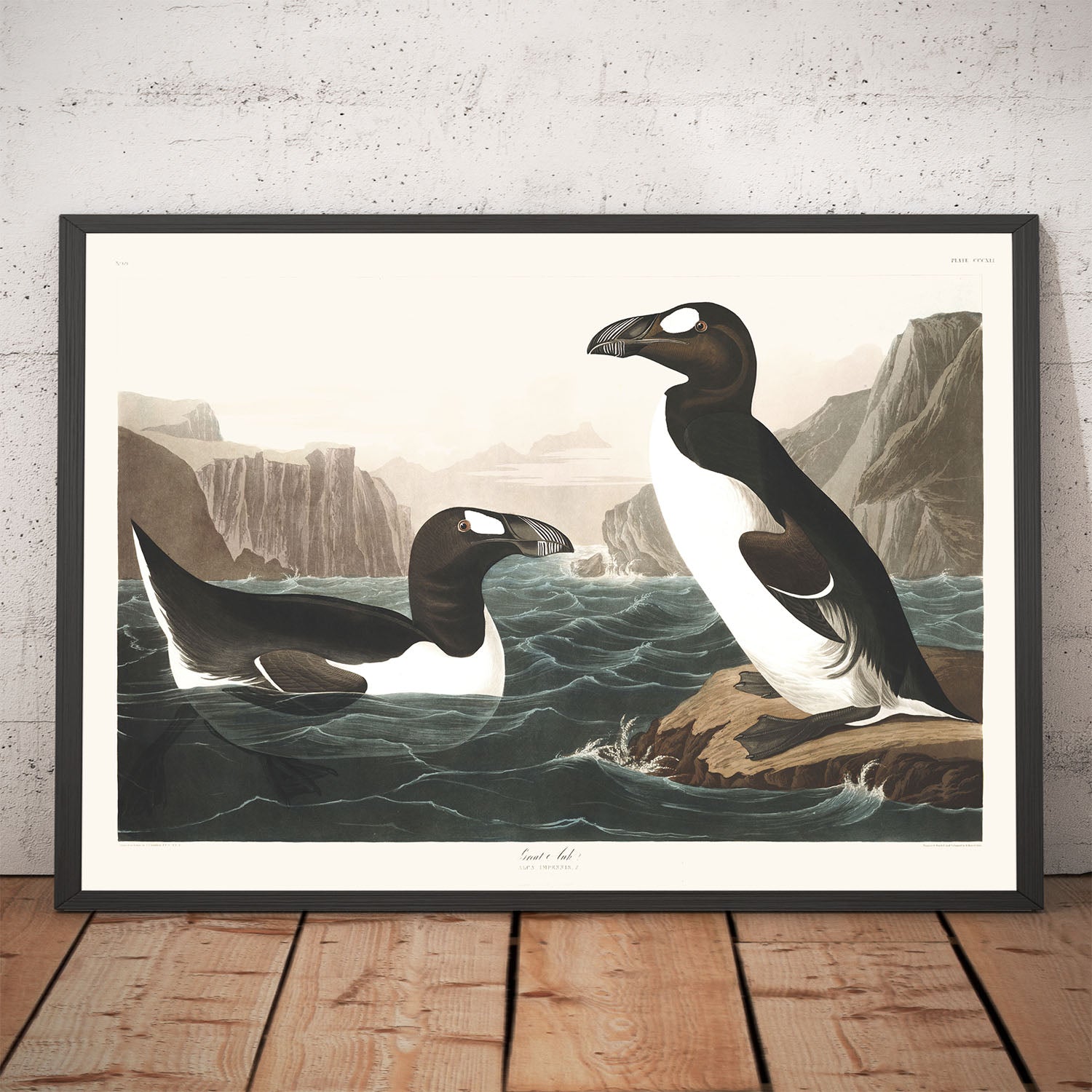 Great Auk (Extinct Penguin) by John James Audubon, 1827 – The Unique ...