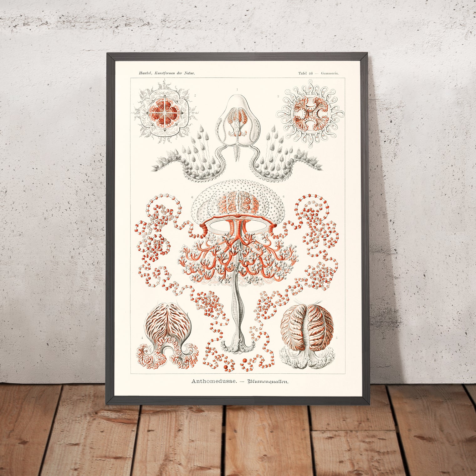 Jellyfish (Anthomedusae Blumenquallen) by Ernst Haeckel, 1904 – The ...