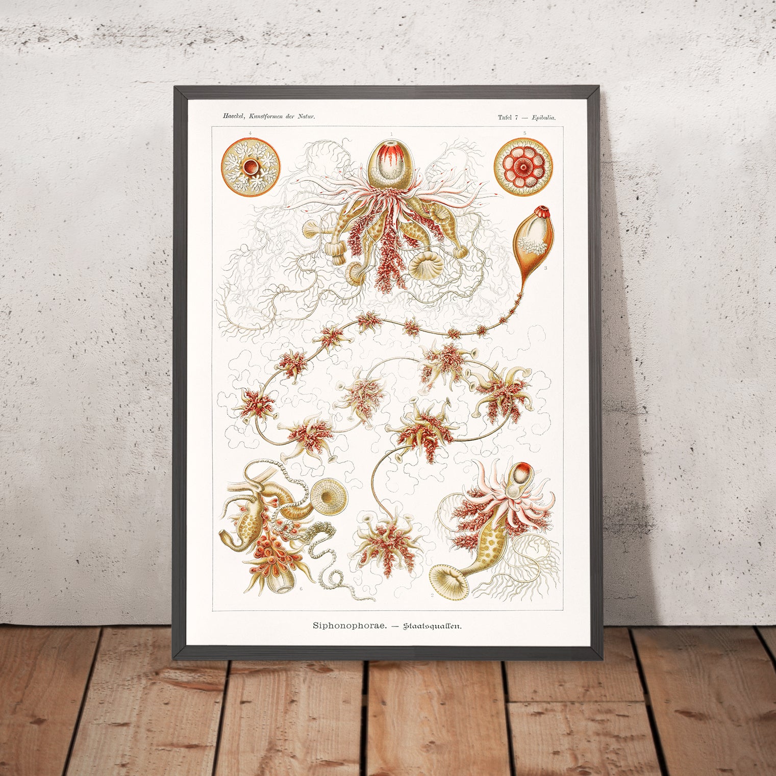 Long Alien Jellyfish (Siphonophorae Staatsquallen) by Ernst Haeckel, 1 ...