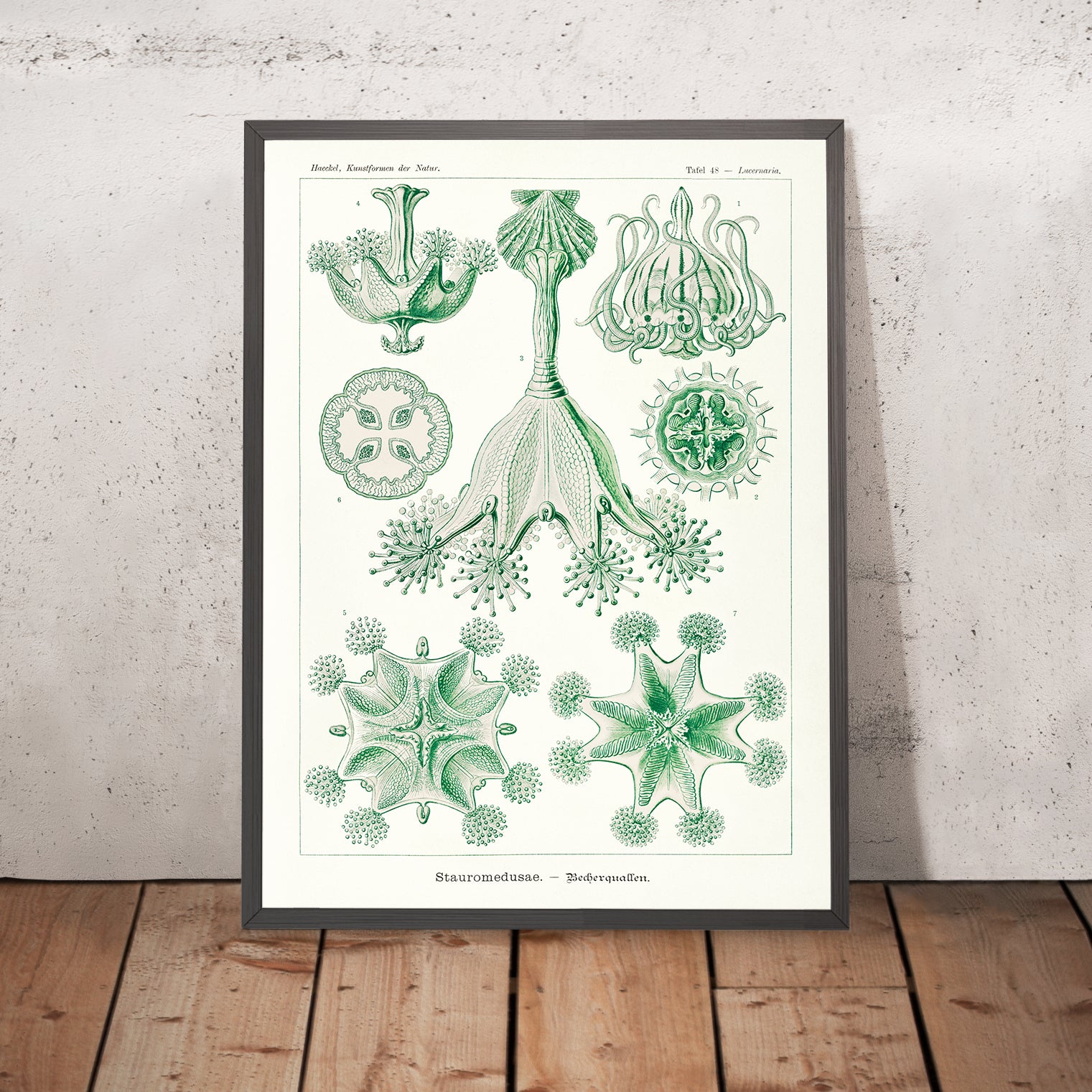 Stalked Jellyfish (Stauromedusae Becherquallen) by Ernst Haeckel, 1904 ...