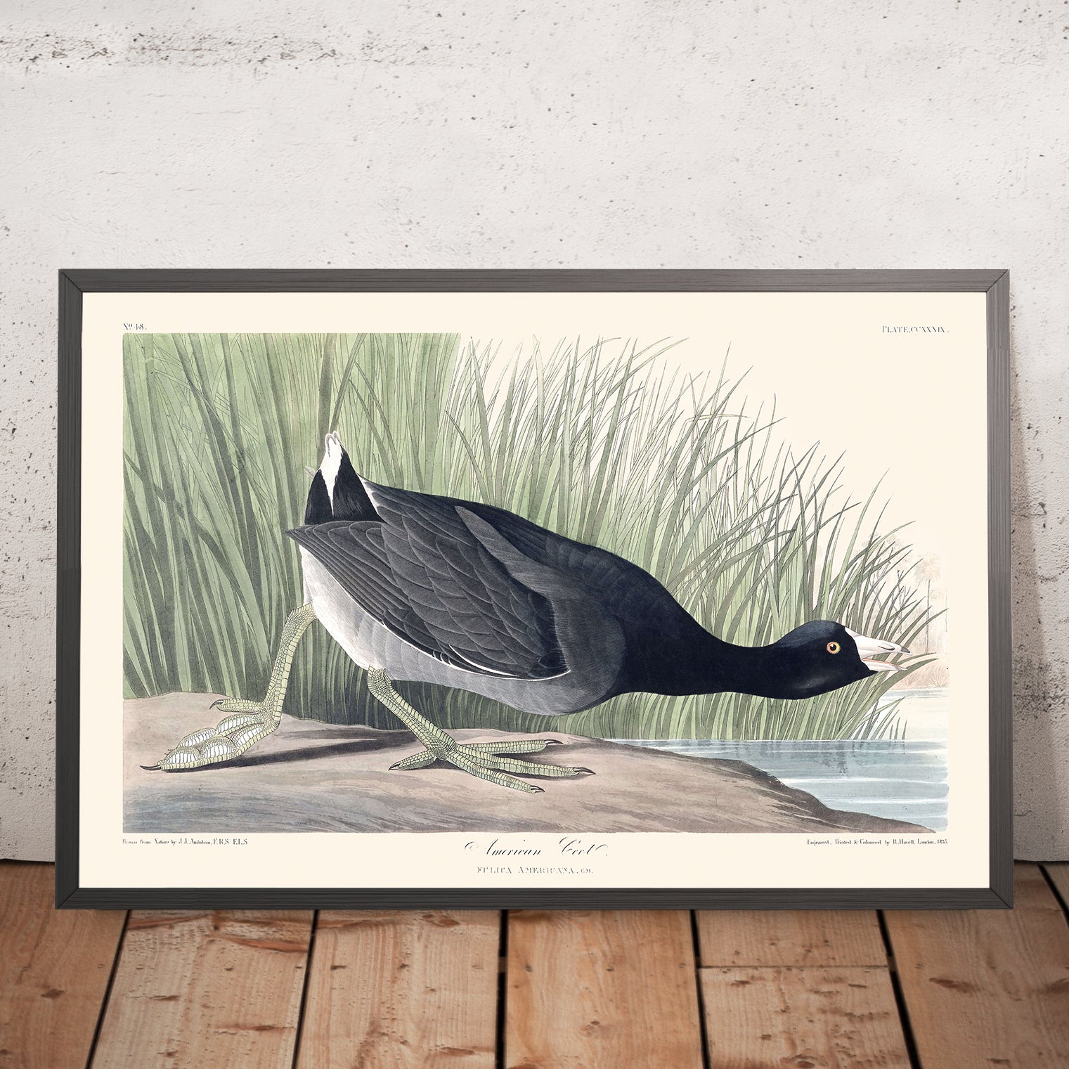 American Coot by John James Audubon, 1827 – The Unique Maps Co.