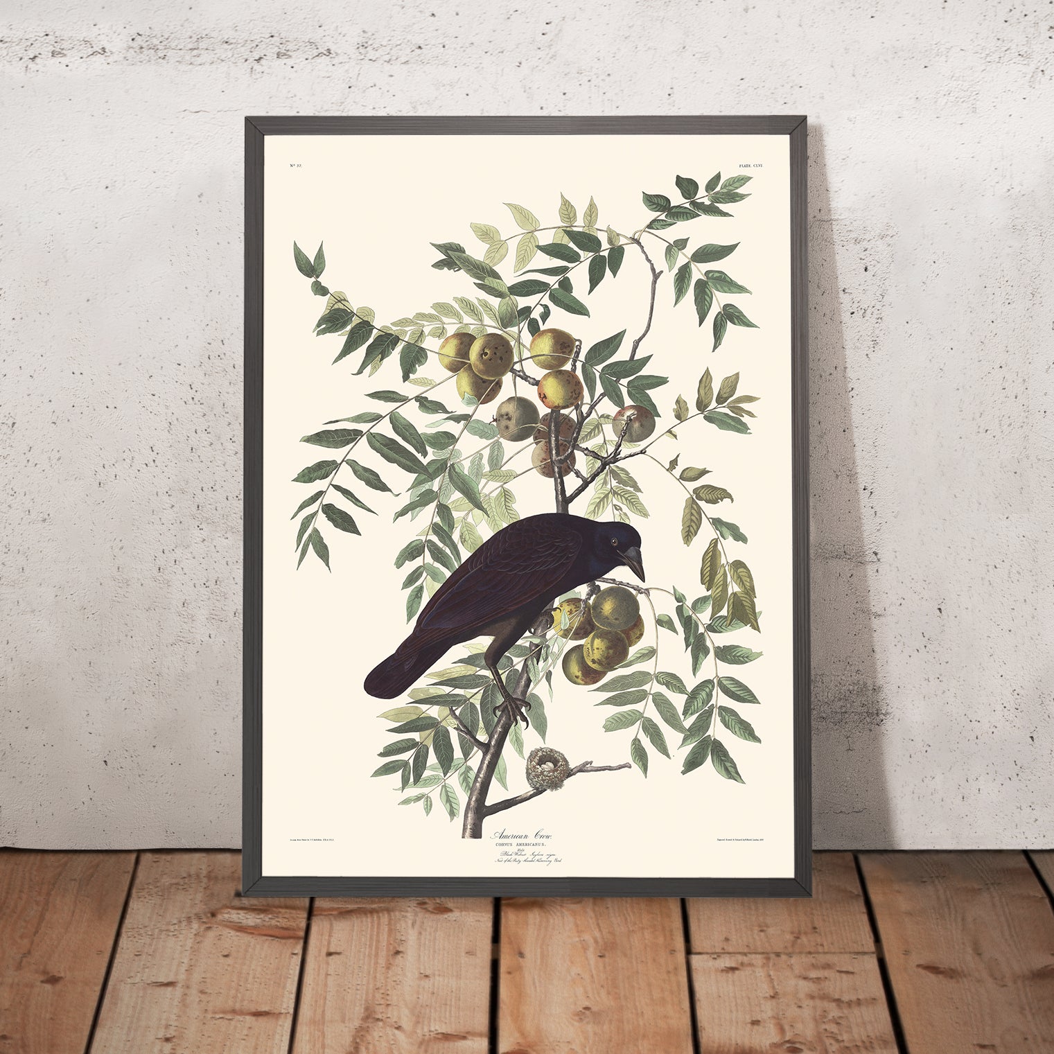 American Crow by John James Audubon, 1827 – The Unique Maps Co.