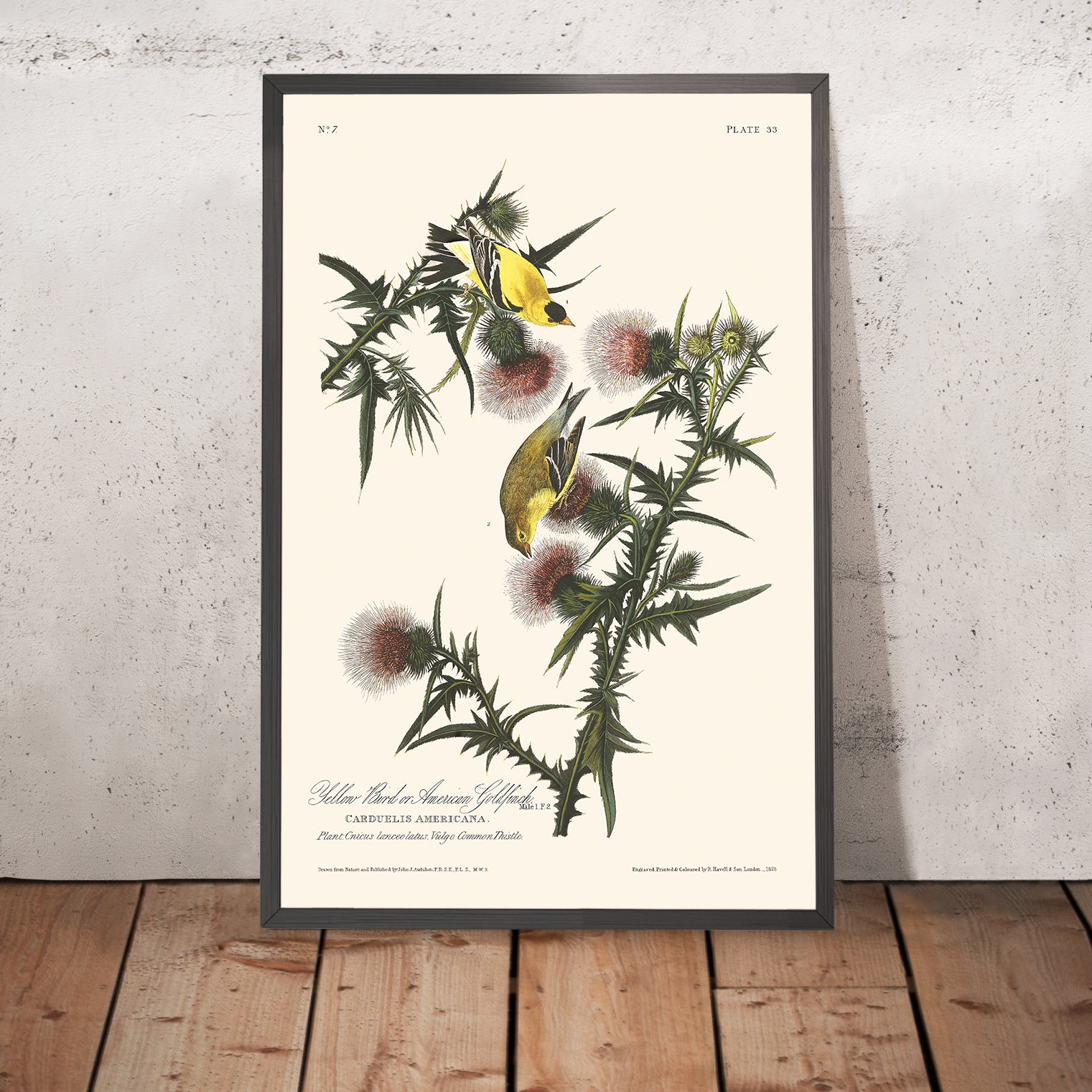 American Goldfinch by John James Audubon, 1827 – The Unique Maps Co.