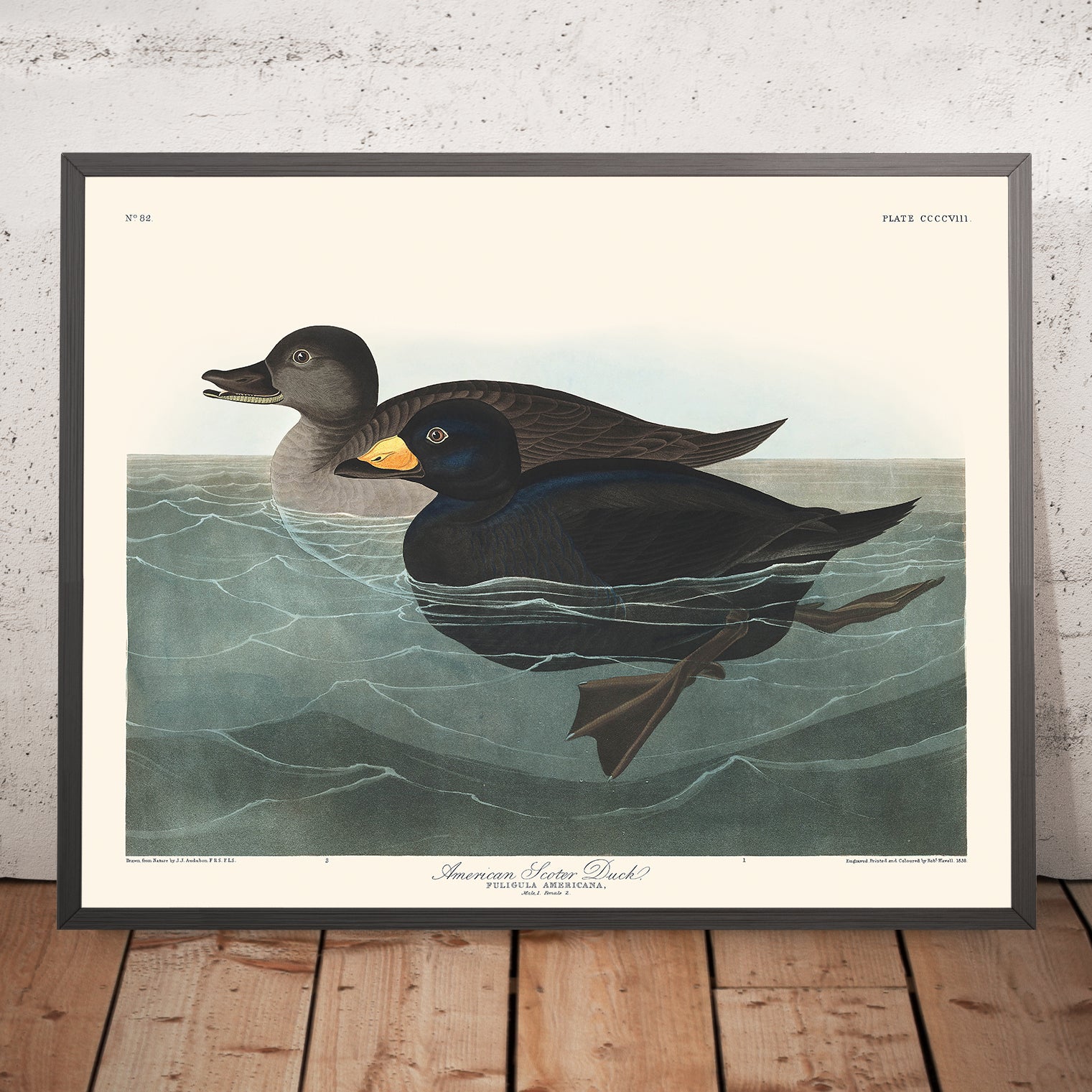 American Scoter Duck by John James Audubon, 1827 – The Unique Maps Co.
