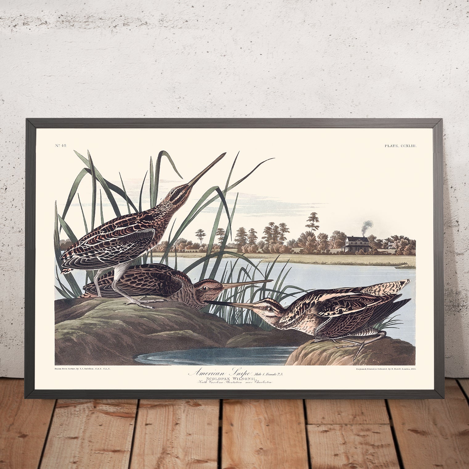 American Snipe by John James Audubon, 1827 – The Unique Maps Co.