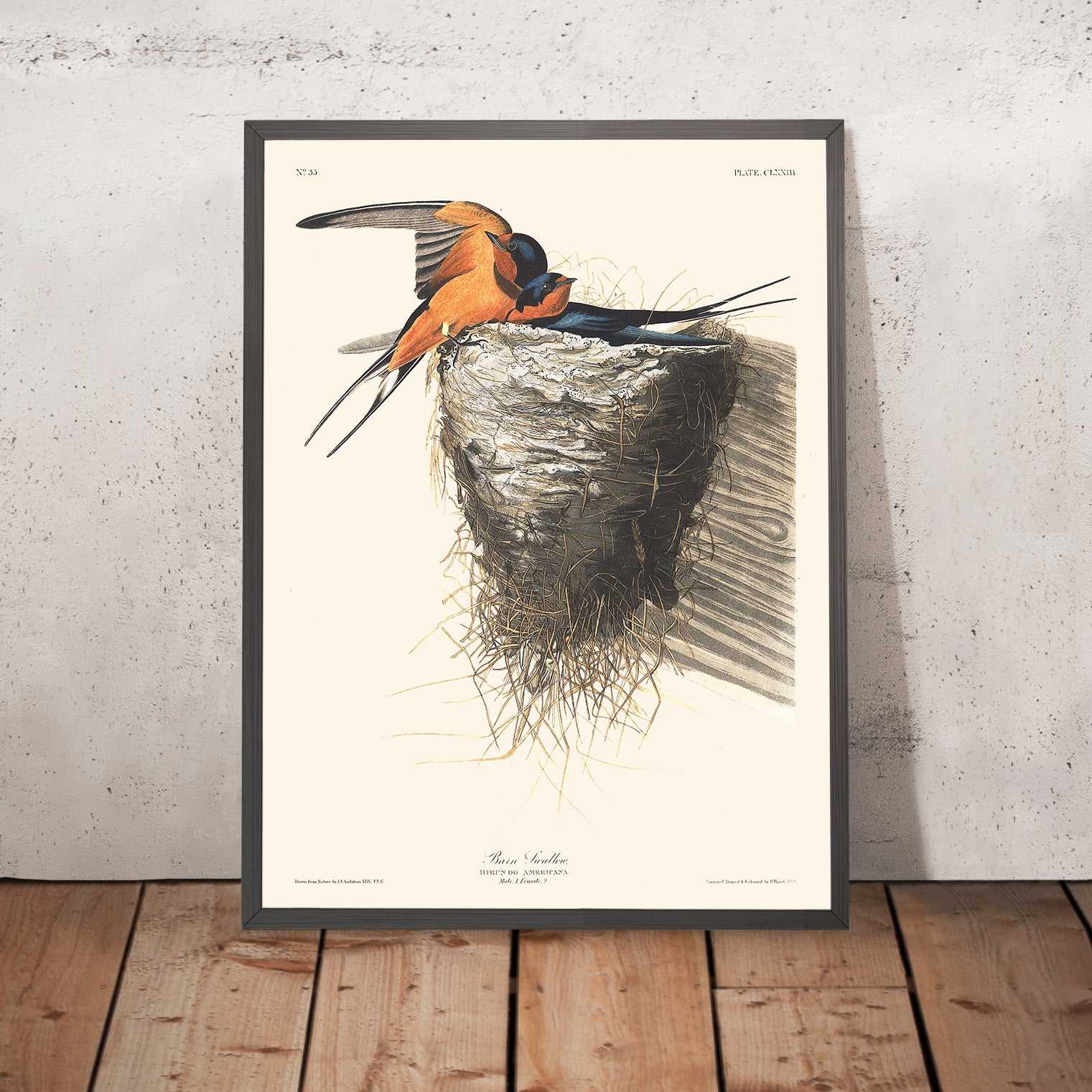 Barn Swallow by John James Audubon, 1827 – The Unique Maps Co.