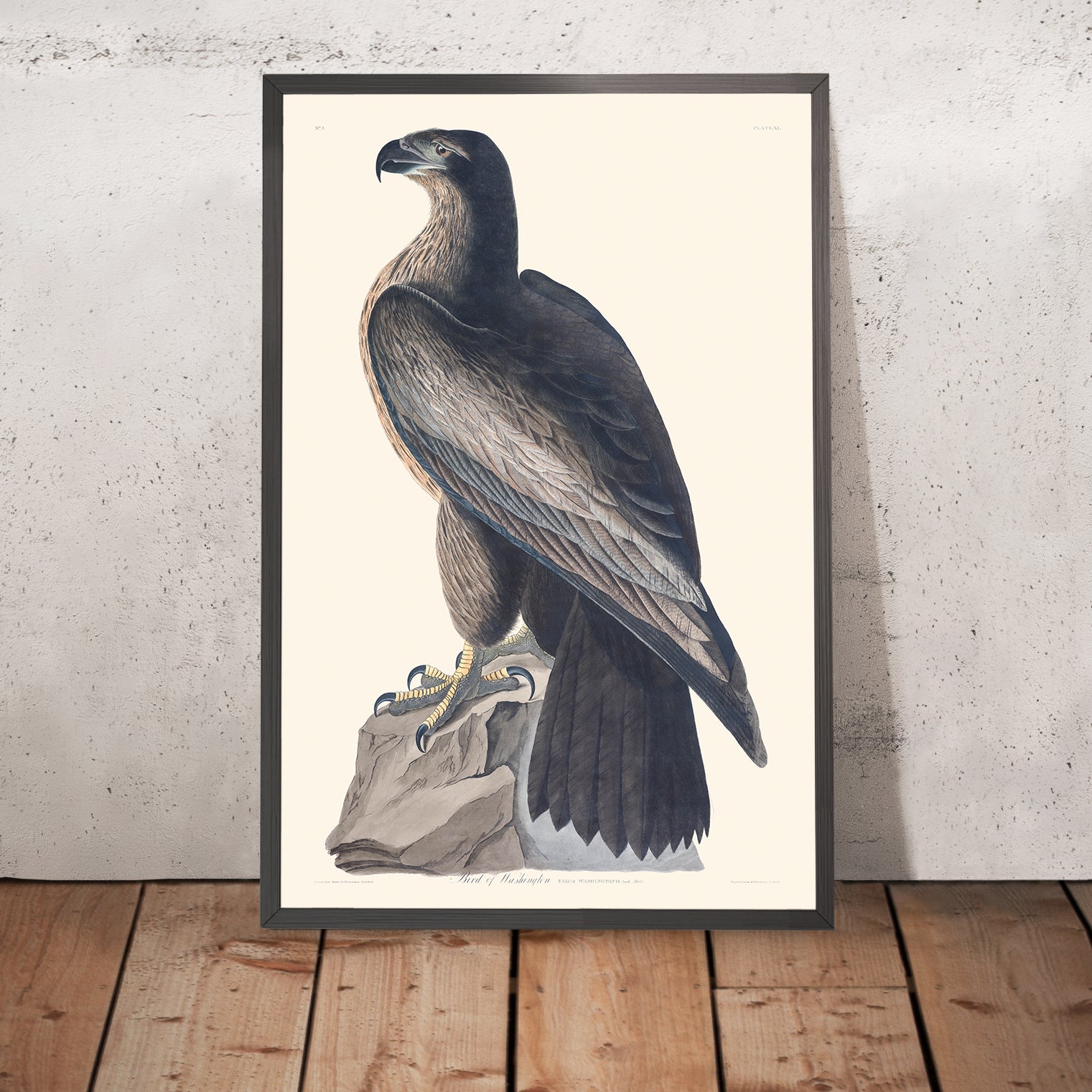 Bird of Washington by John James Audubon, 1827 – The Unique Maps Co.