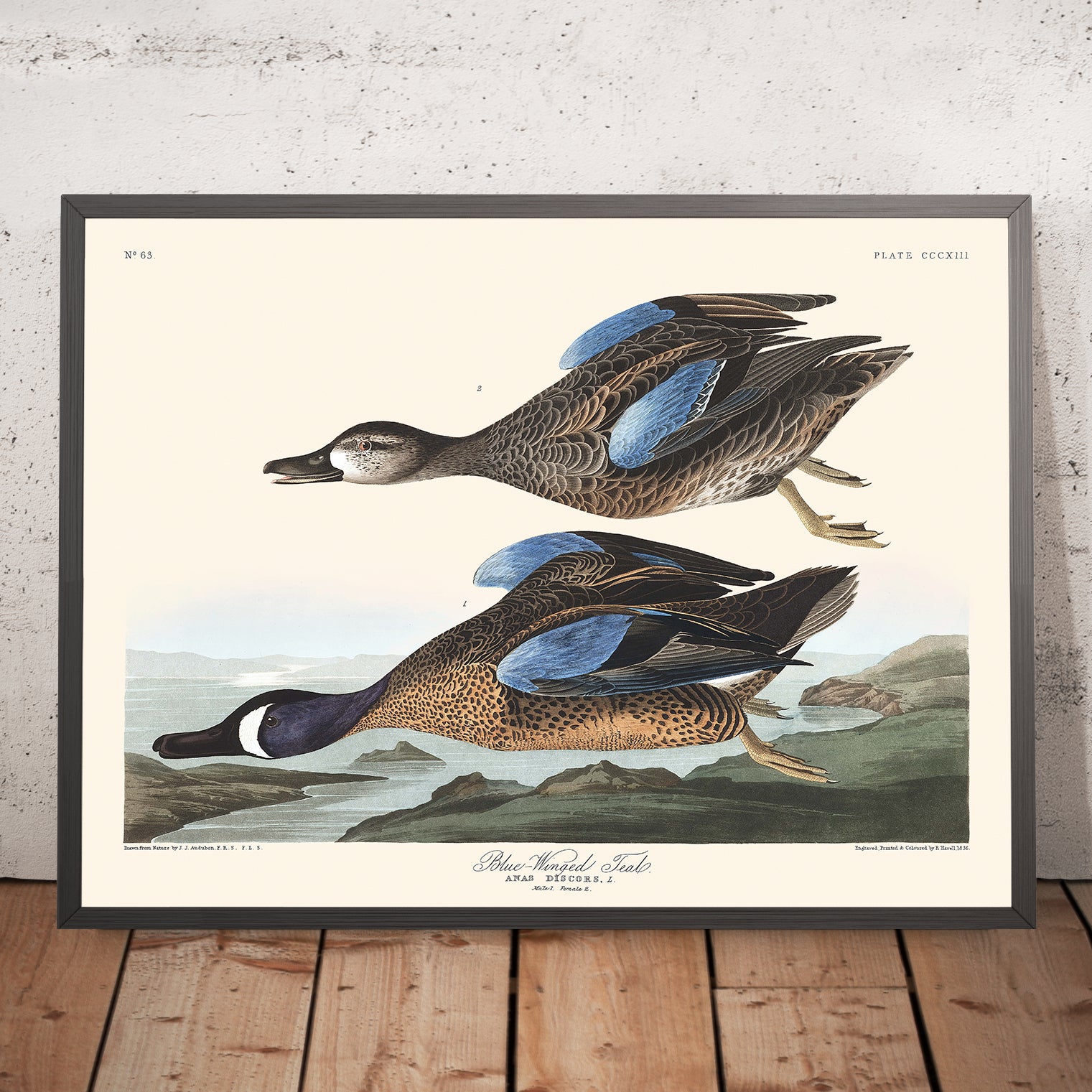 Blue-Winged Teal by John James Audubon, 1827 – The Unique Maps Co.