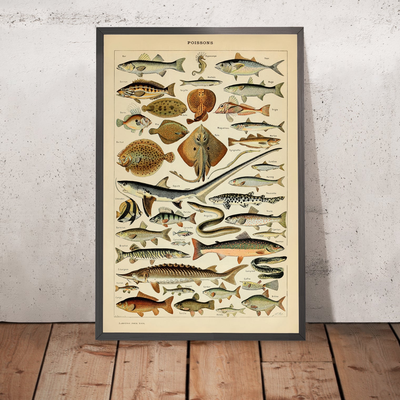 Fish by Adolphe Millot, 1890 – The Unique Maps Co.
