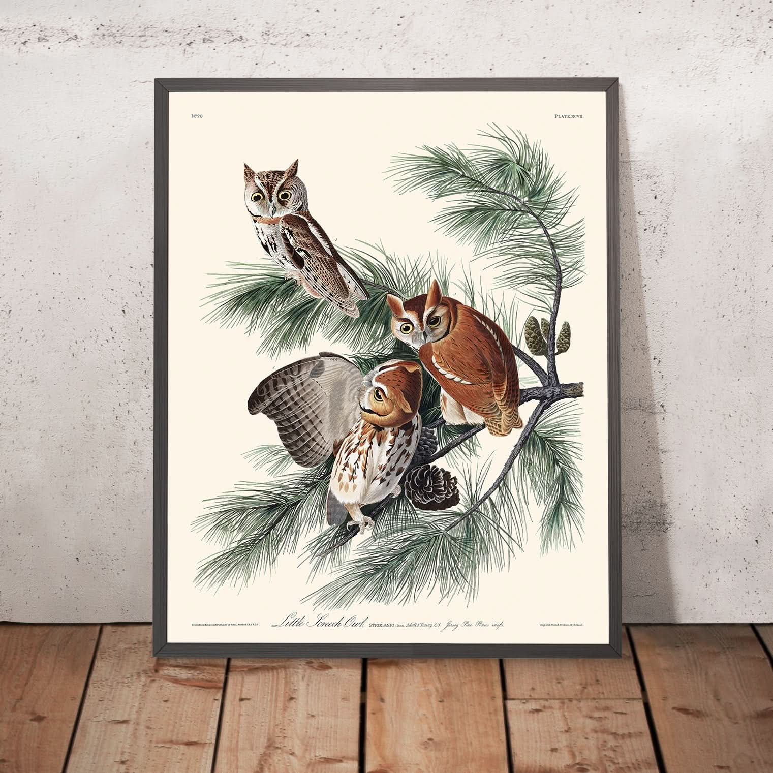 Little Screech Owl by John James Audubon, 1827 – The Unique Maps Co.