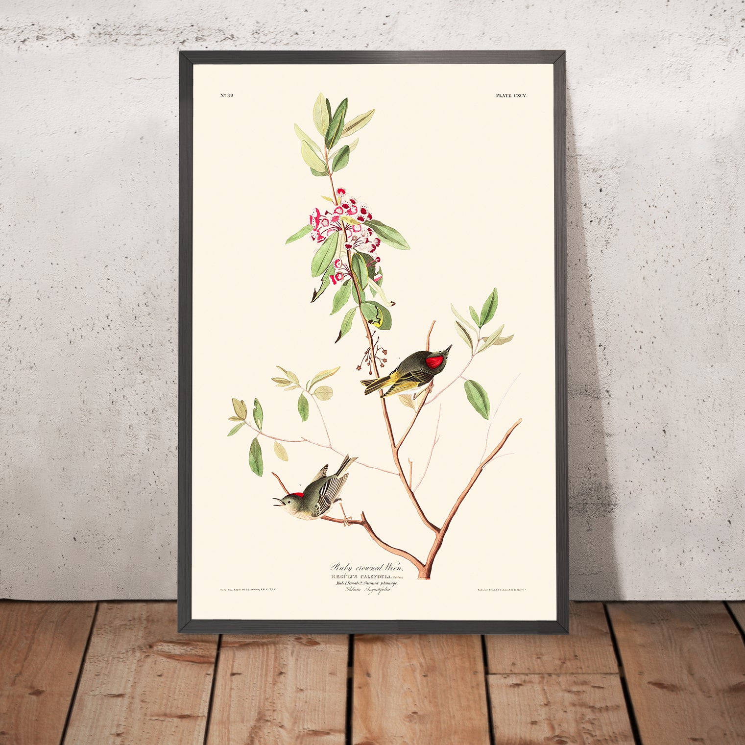 Ruby crowned Wren by John James Audubon 1827 – The Unique Maps Co.