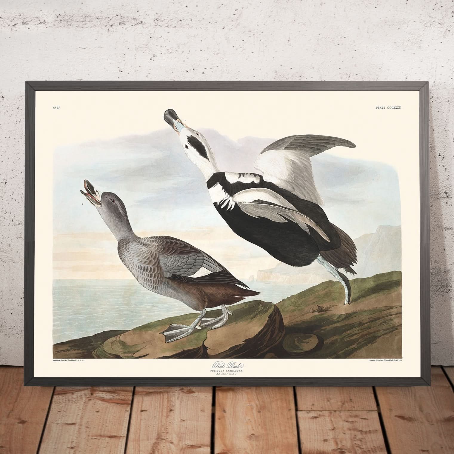 Pied Duck by John James Audubon, 1827 – The Unique Maps Co.
