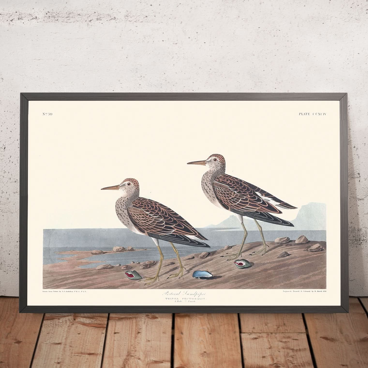 Pectoral Sandpiper by John James Audubon, 1827 – The Unique Maps Co.