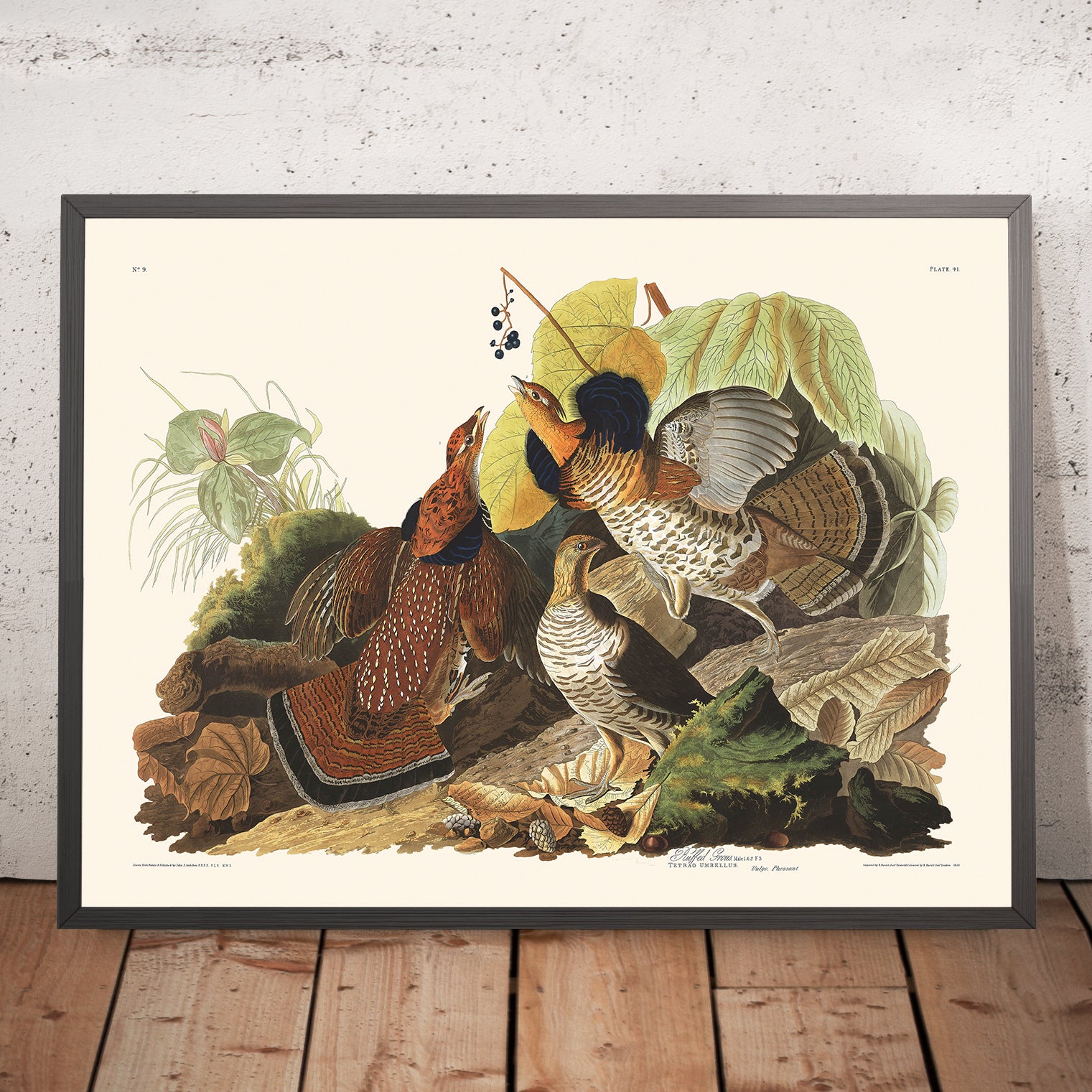 Ruffed Grouse by John James Audubon, 1827 – The Unique Maps Co.