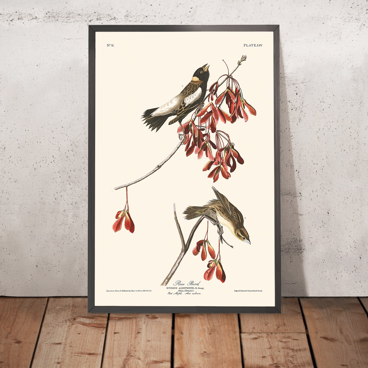 Rice Bird by John James Audubon, 1827 – The Unique Maps Co.