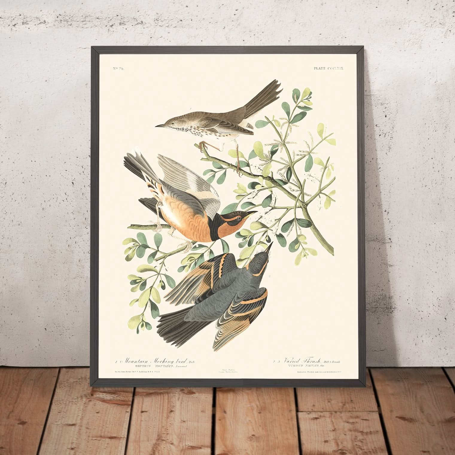 Mountain Mockingbird and Varied Thrush by John James Audubon, 1827 ...