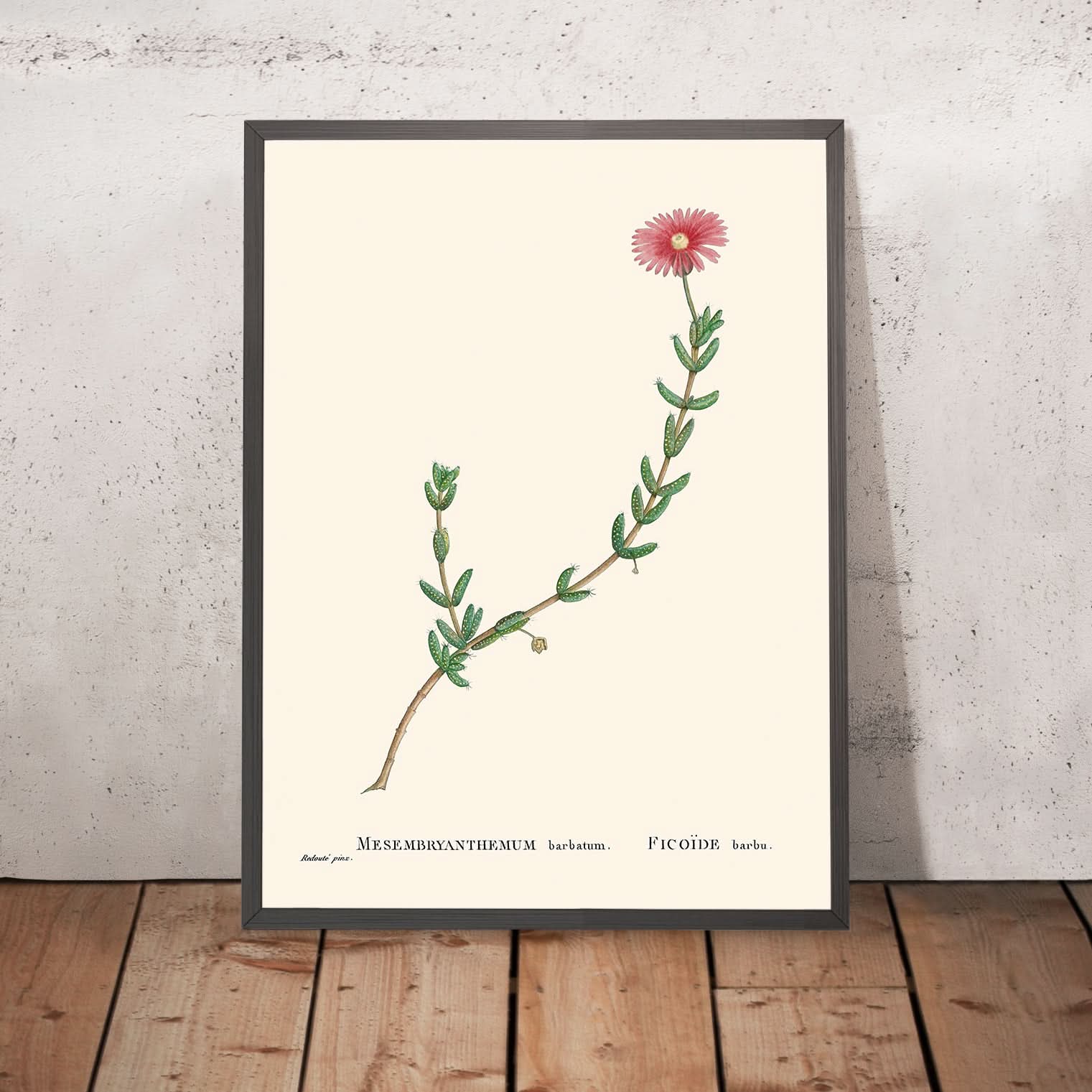 Bearded Fig-Marigold by Pierre-Joseph Redouté, 1802 – The Unique Maps Co.