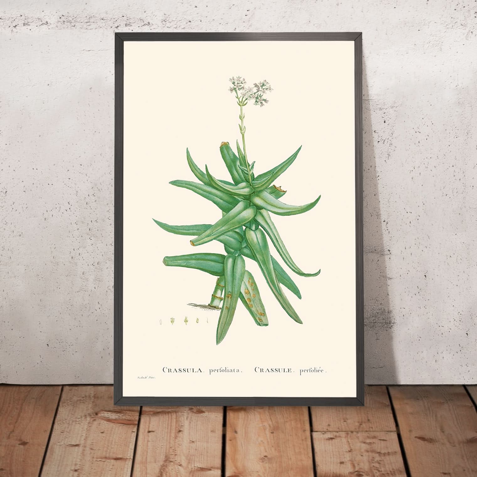 Sickle-Leaf Red Crassula by Pierre-Joseph Redouté, 1802 – The Unique ...