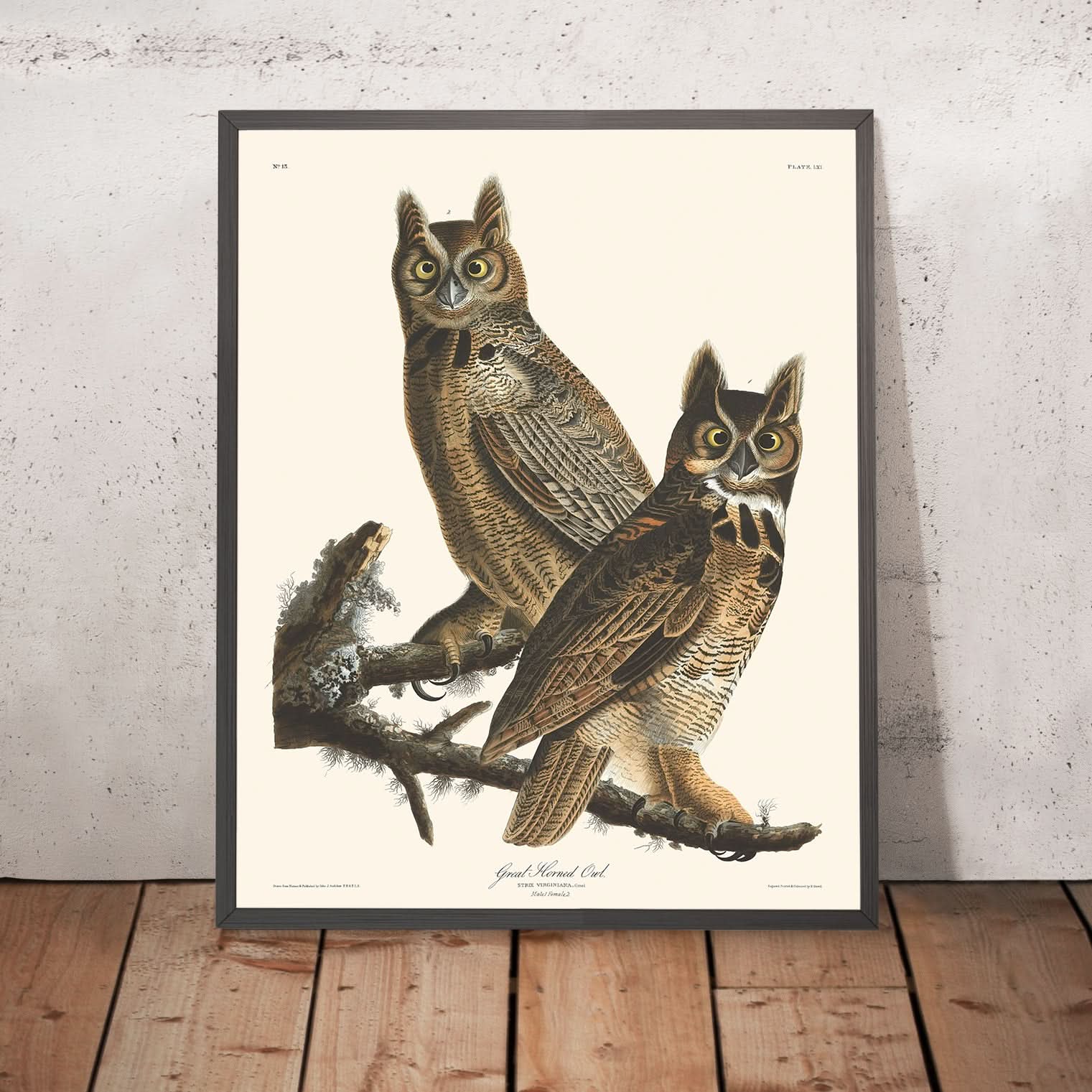 Great Horned Owl by John James Audubon, 1827 – The Unique Maps Co.