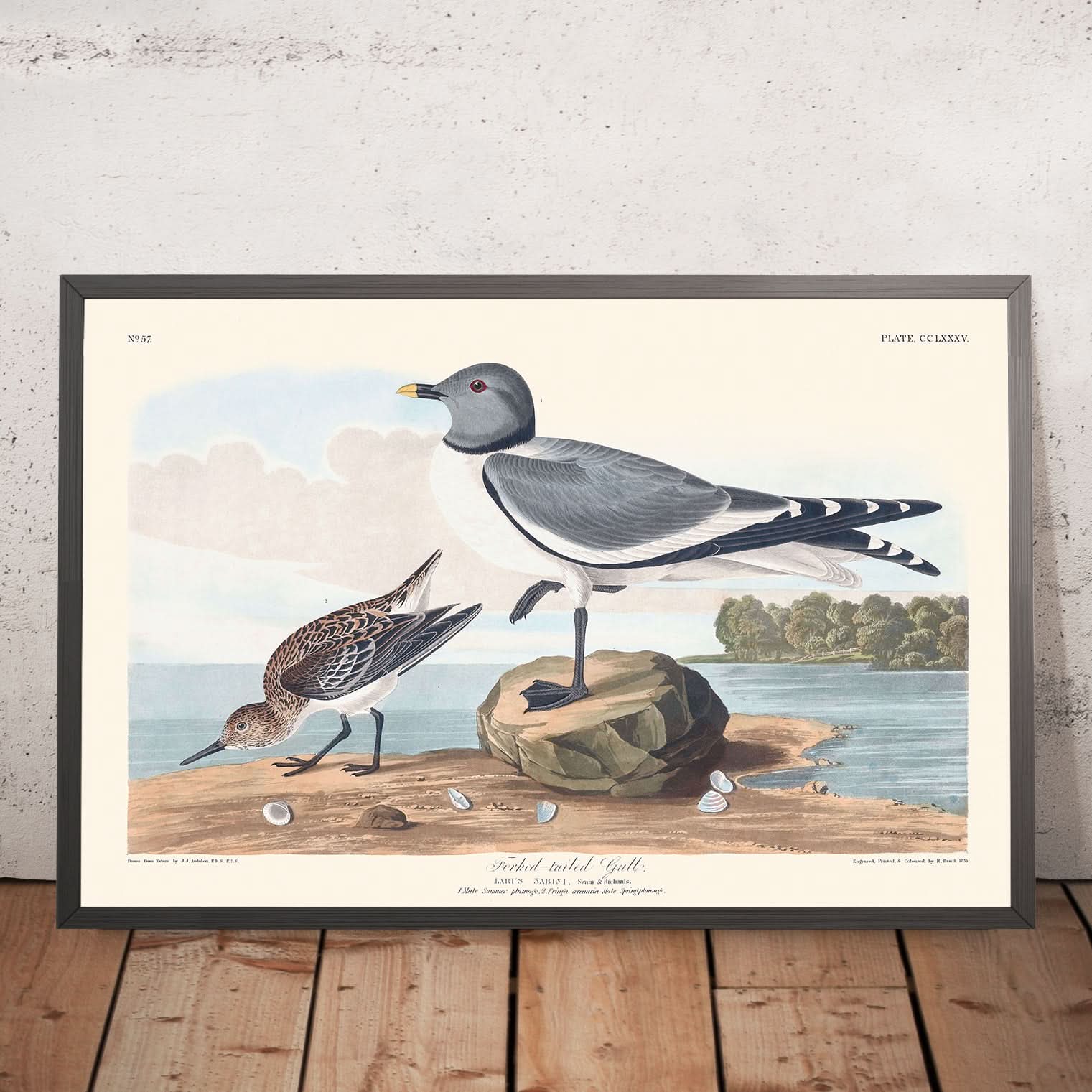 Fork-tailed Gull by John James Audubon, 1827 – The Unique Maps Co.