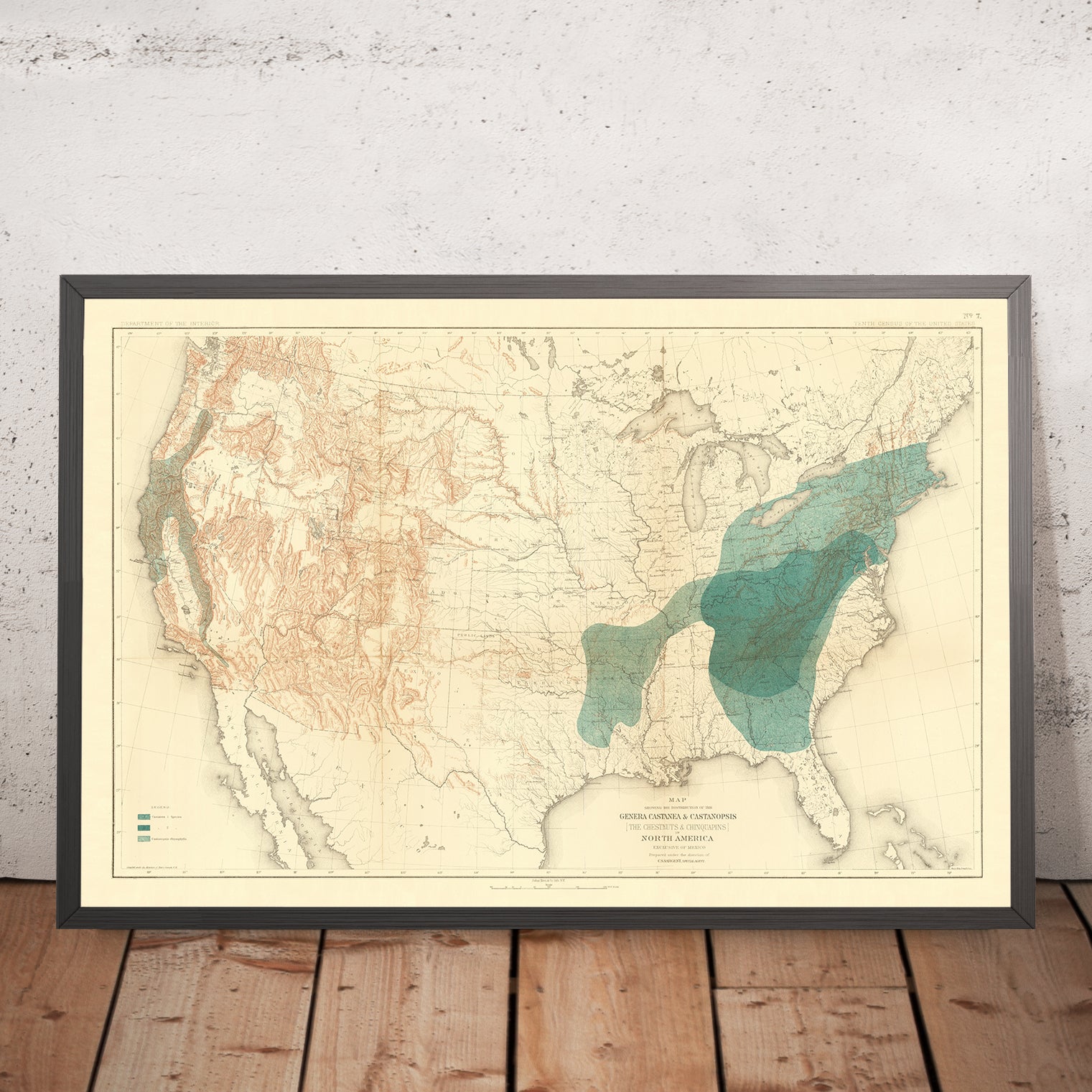 Old Map of Chestnut & Chinquapin Tree Distribution in the USA, 1884 ...