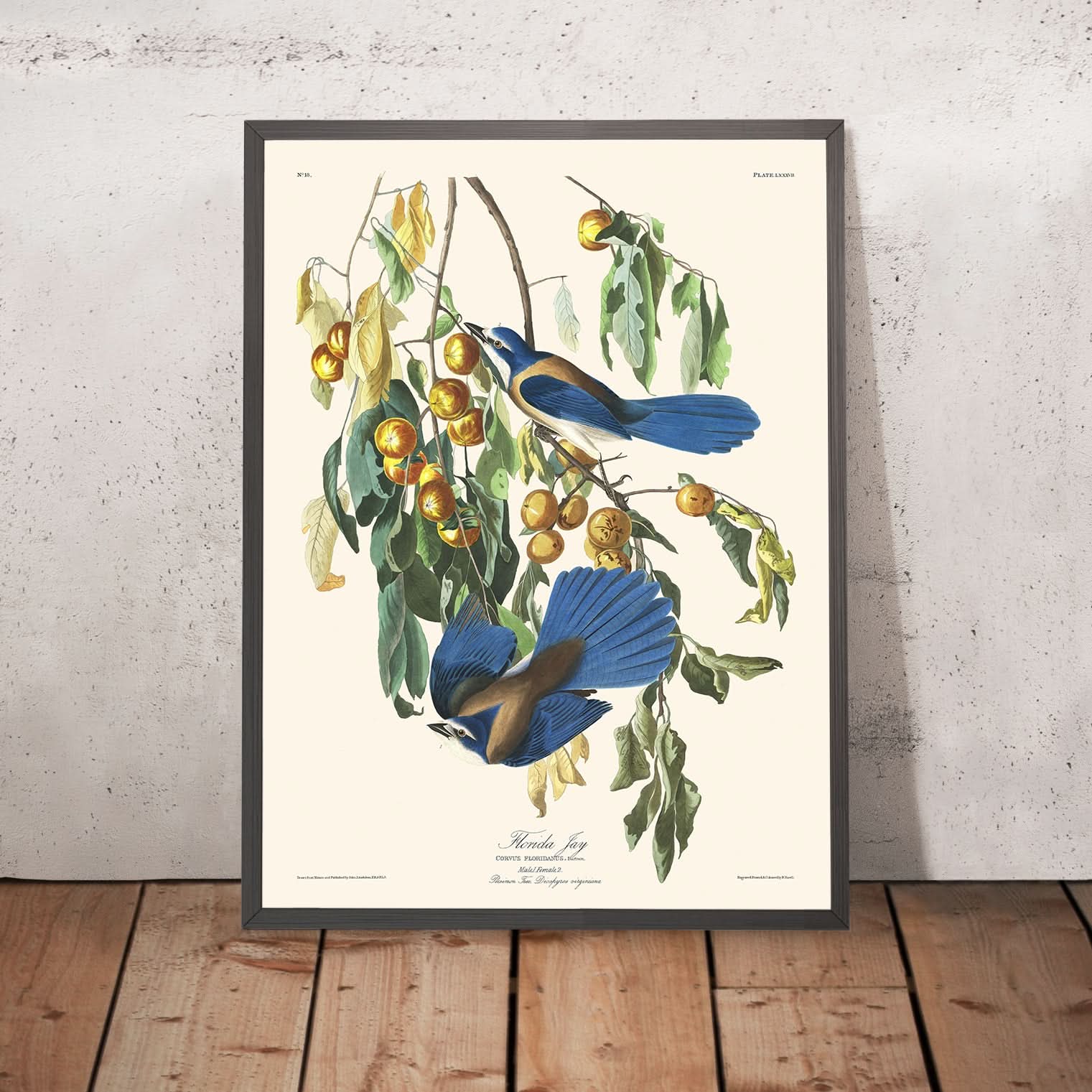 Florida Jay by John James Audubon, 1827 – The Unique Maps Co.