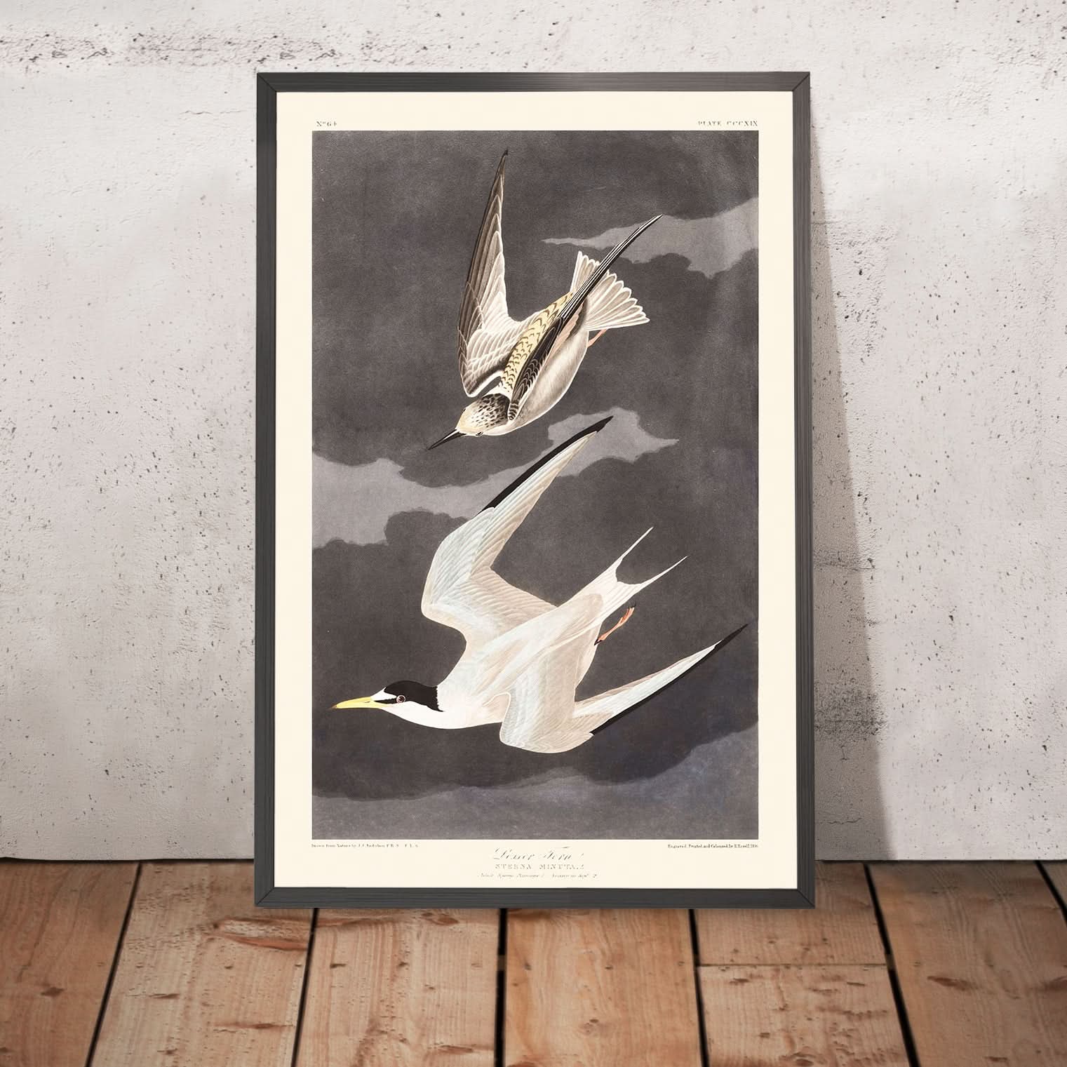 Lesser Tern by John James Audubon, 1827 – The Unique Maps Co.