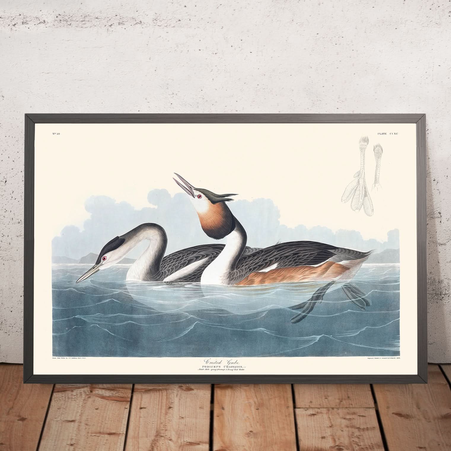 Crested Grebe by John James Audubon, 1827 – The Unique Maps Co.