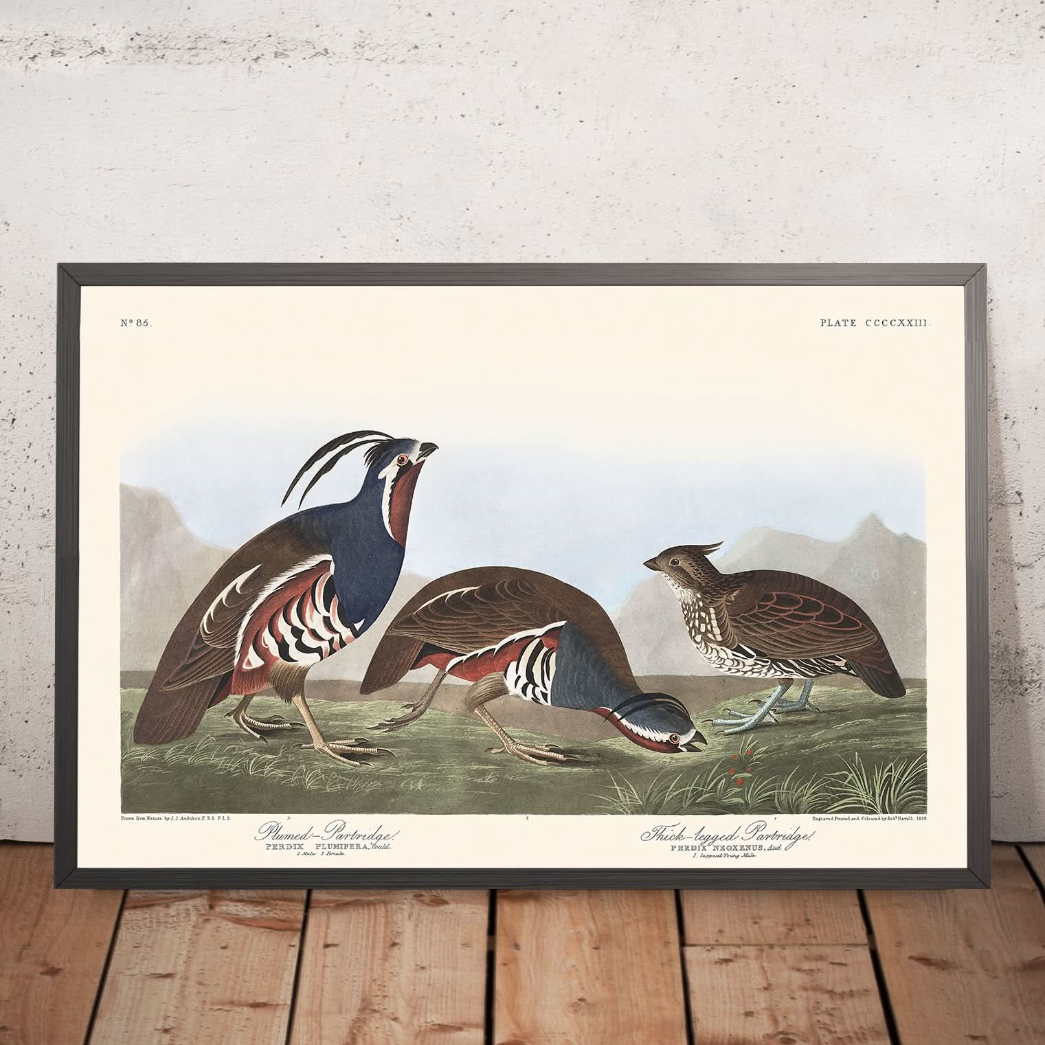Plumed Partridge and Thick-legged Partridge by John James Audubon, 182 ...