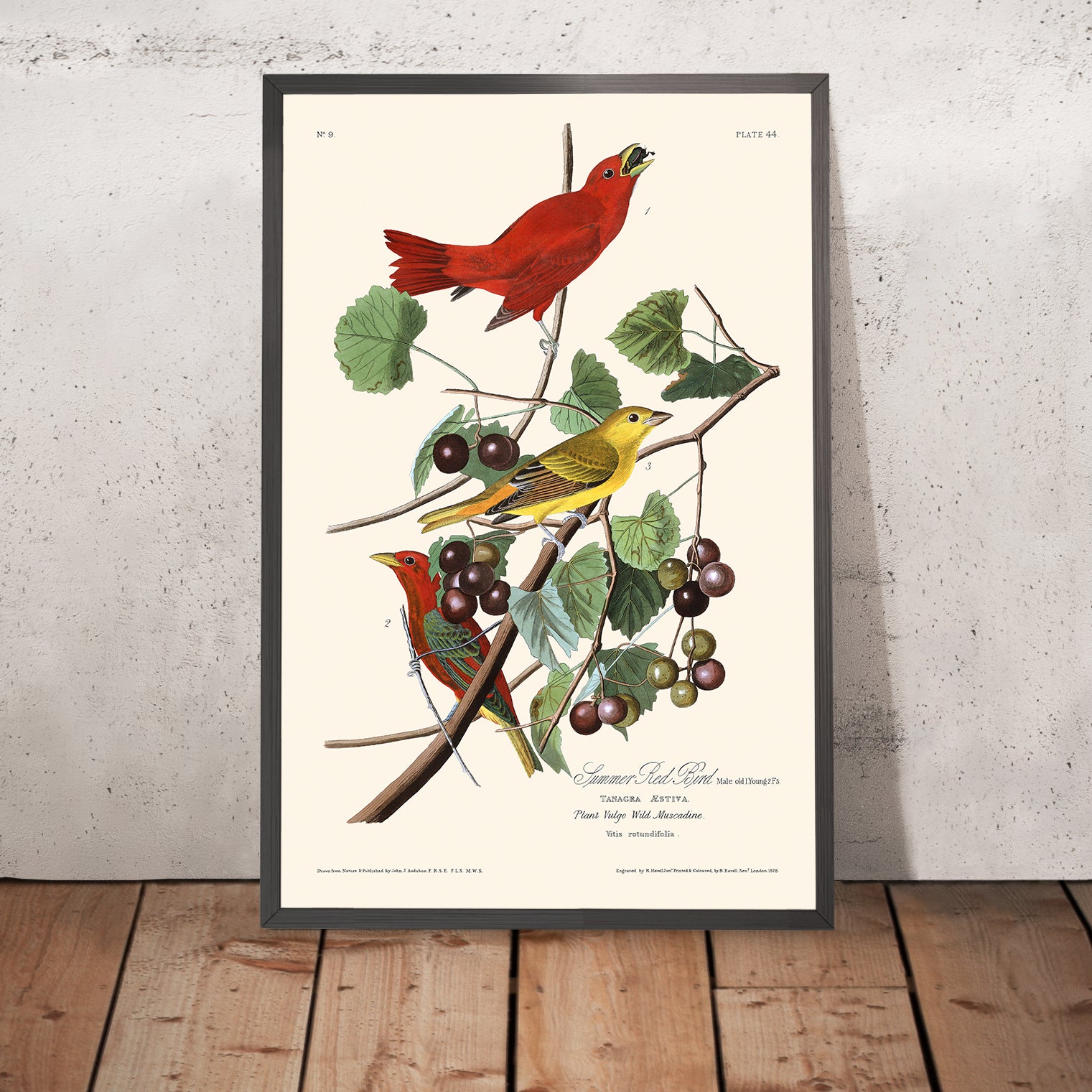 Summer Red Bird by John James Audubon, 1827 – The Unique Maps Co.