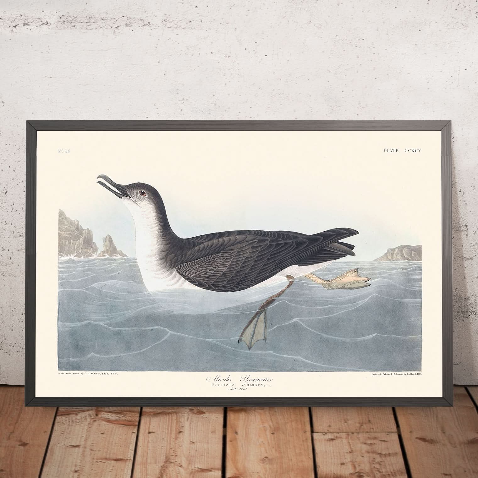 Manks Shearwater by John James Audubon, 1827 – The Unique Maps Co.