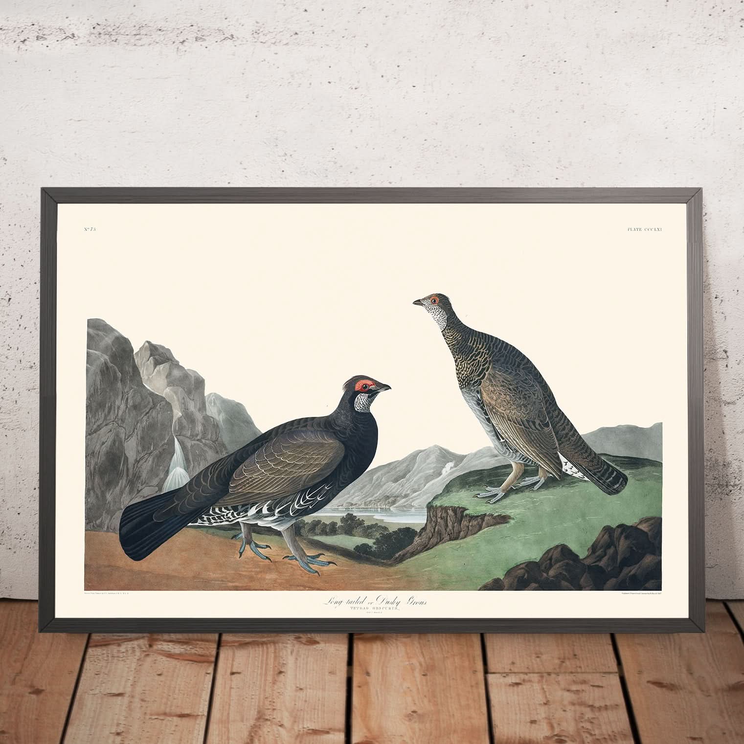 Long-tailed, or Dusky Grouse by John James Audubon, 1827 – The Unique ...