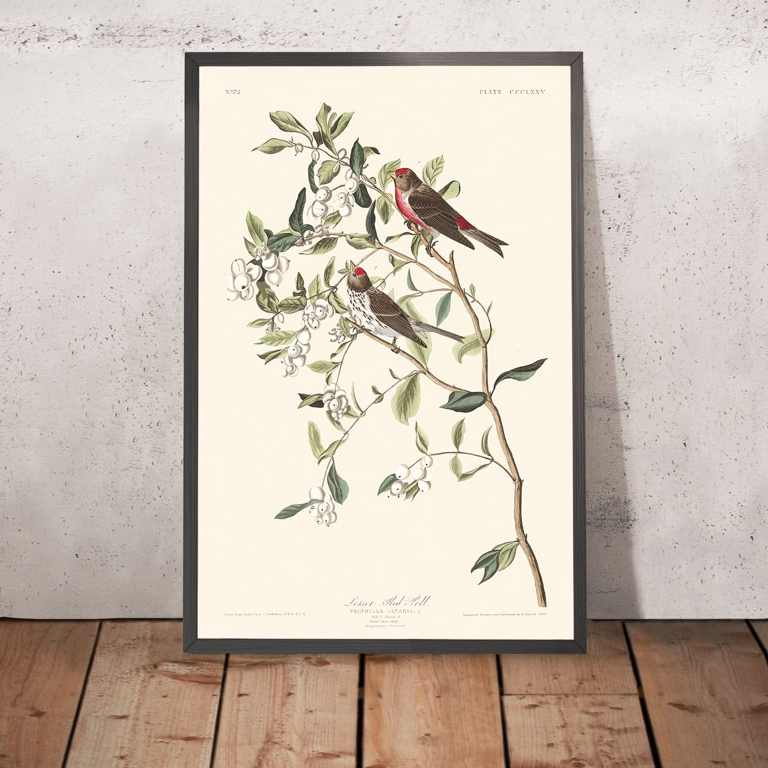 Lesser Red-Poll by John James Audubon, 1827 – The Unique Maps Co.