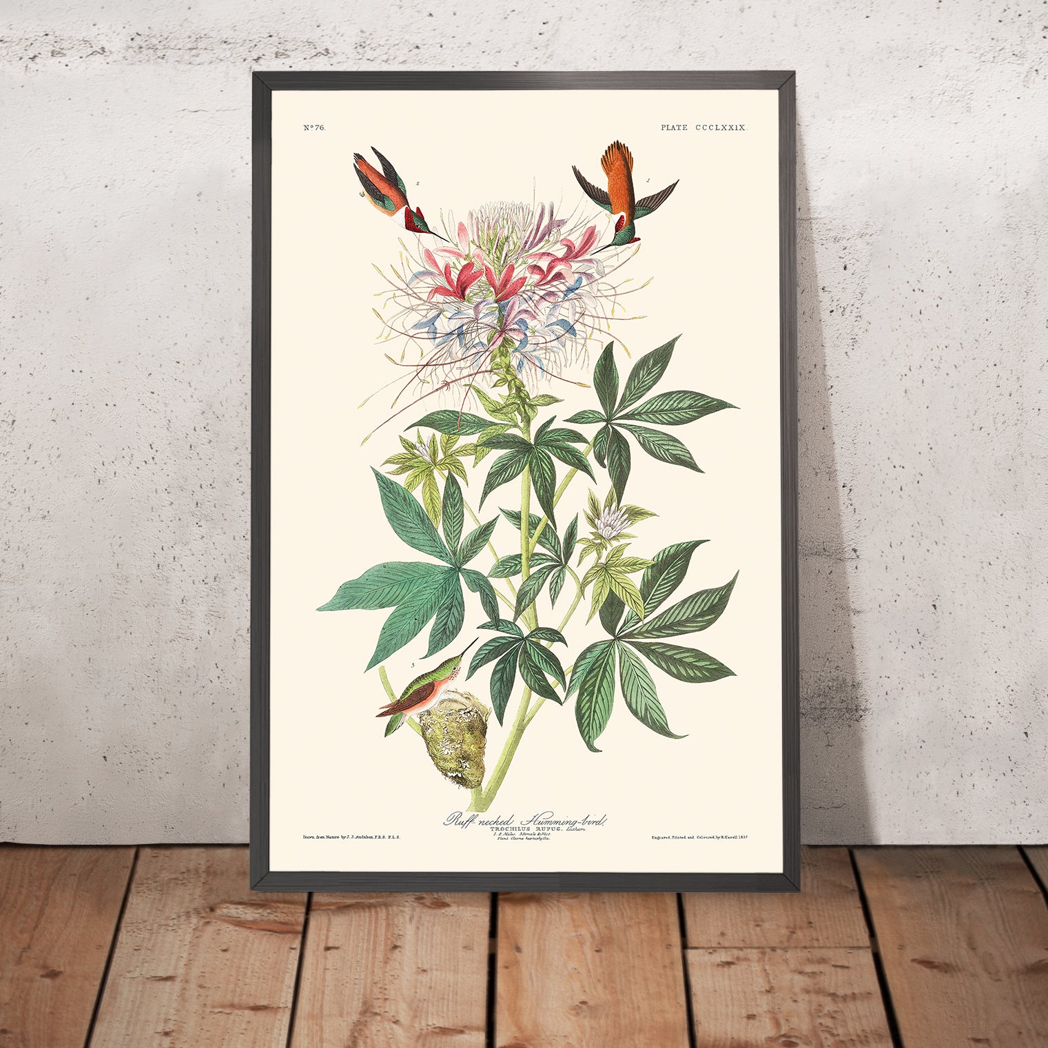 Ruff-necked Humming-bird by John James Audubon, 1827 – The Unique Maps Co.