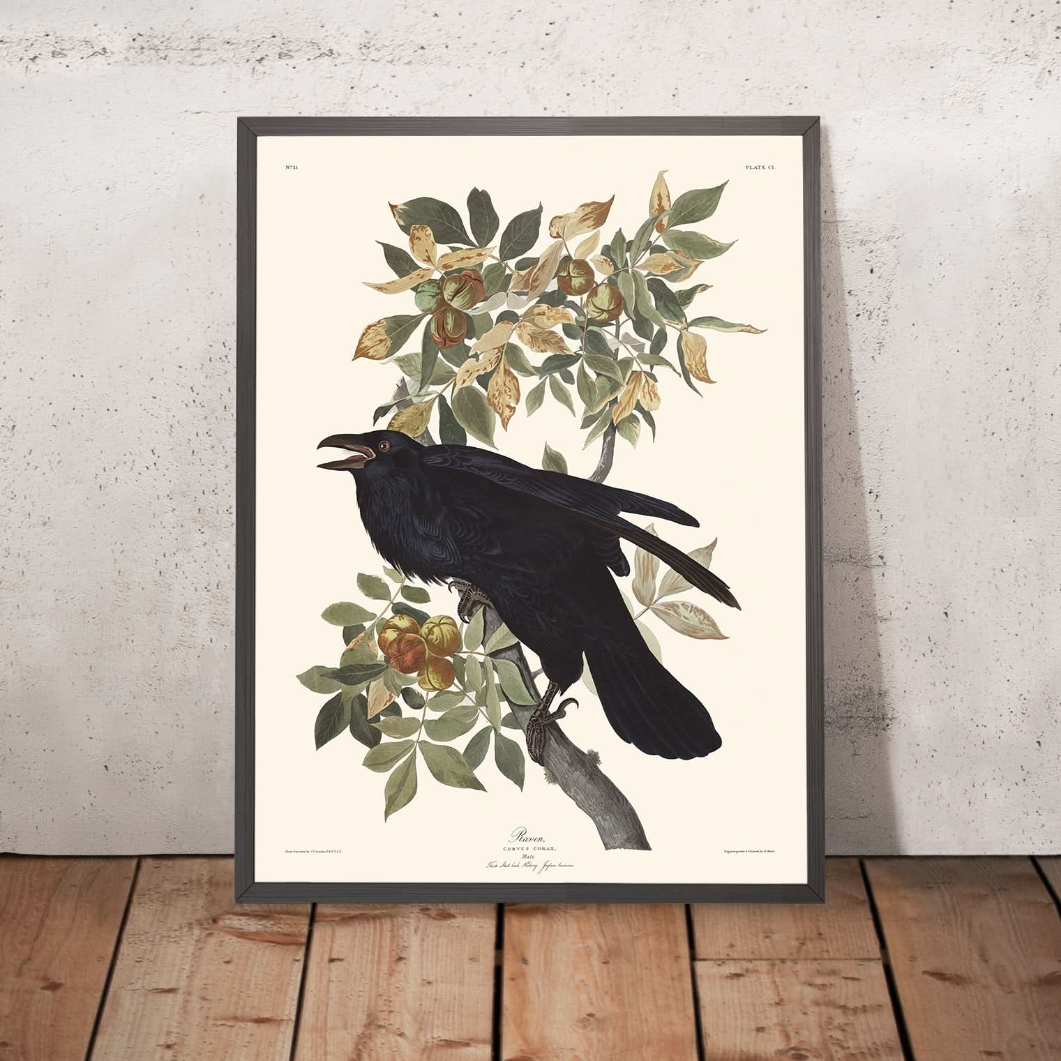 Raven by John James Audubon, 1827 – The Unique Maps Co.