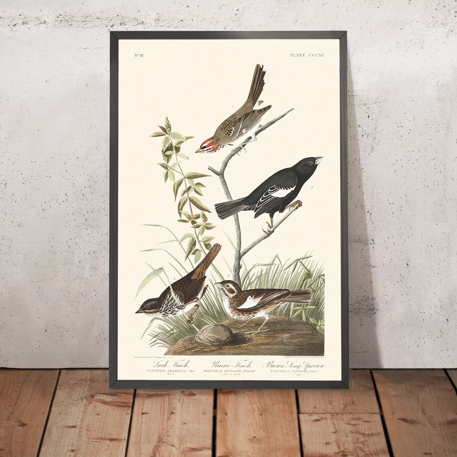 Lark Finch, Prairie Finch, Brown Song Sparrow by John James Audubon, 1 ...