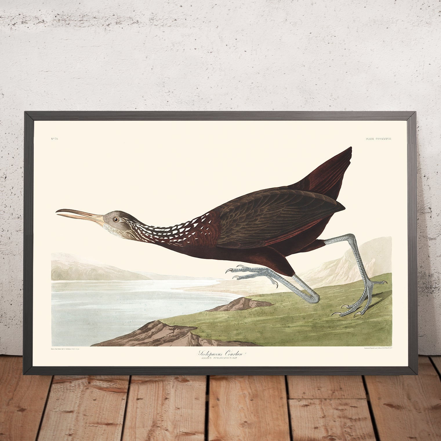 Scolopaceus Courlan by John James Audubon 1827 – The Unique Maps Co.