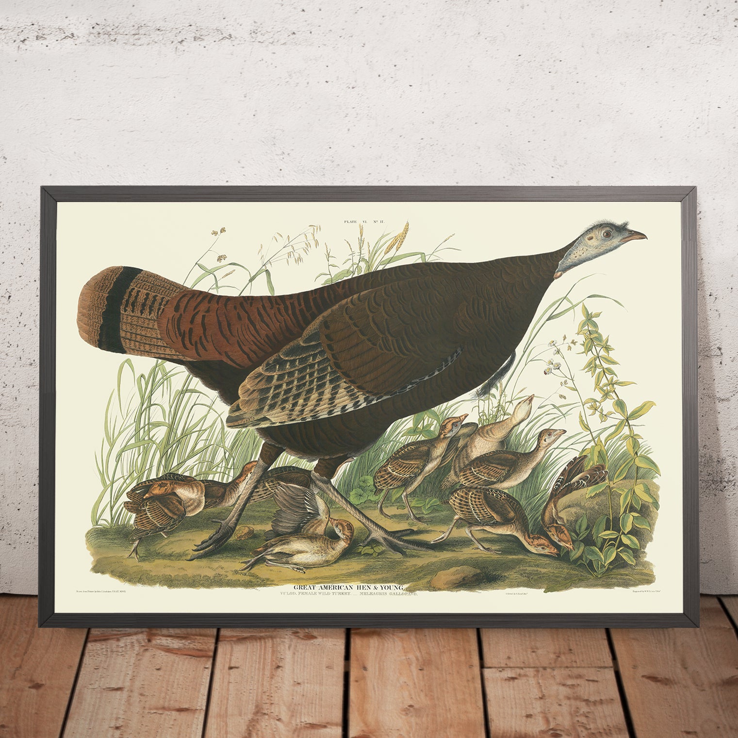 Great American Hen from 'Birds of America' by John James Audubon, 1827 ...