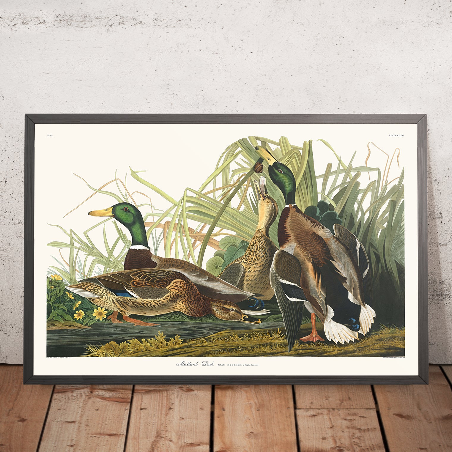 Mallard Ducks from 'Birds of America' by John James Audubon, 1827 – The ...