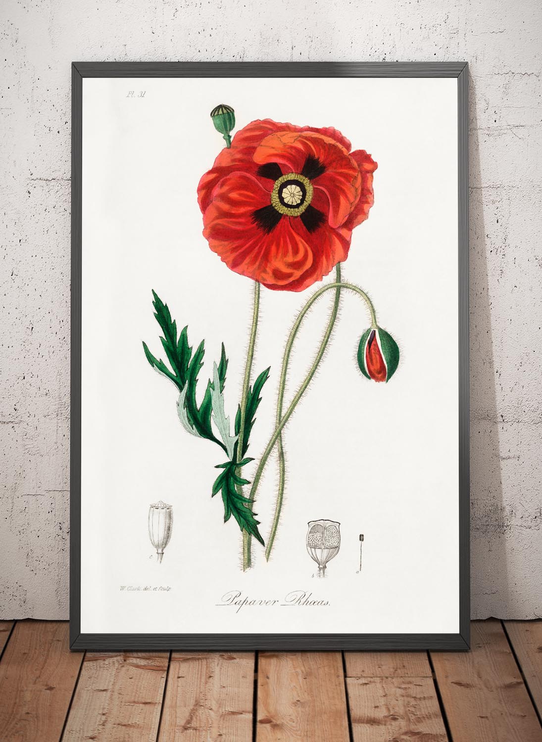 Common Poppy Botanical Illustration by Stephenson and Churchill, 1836 ...