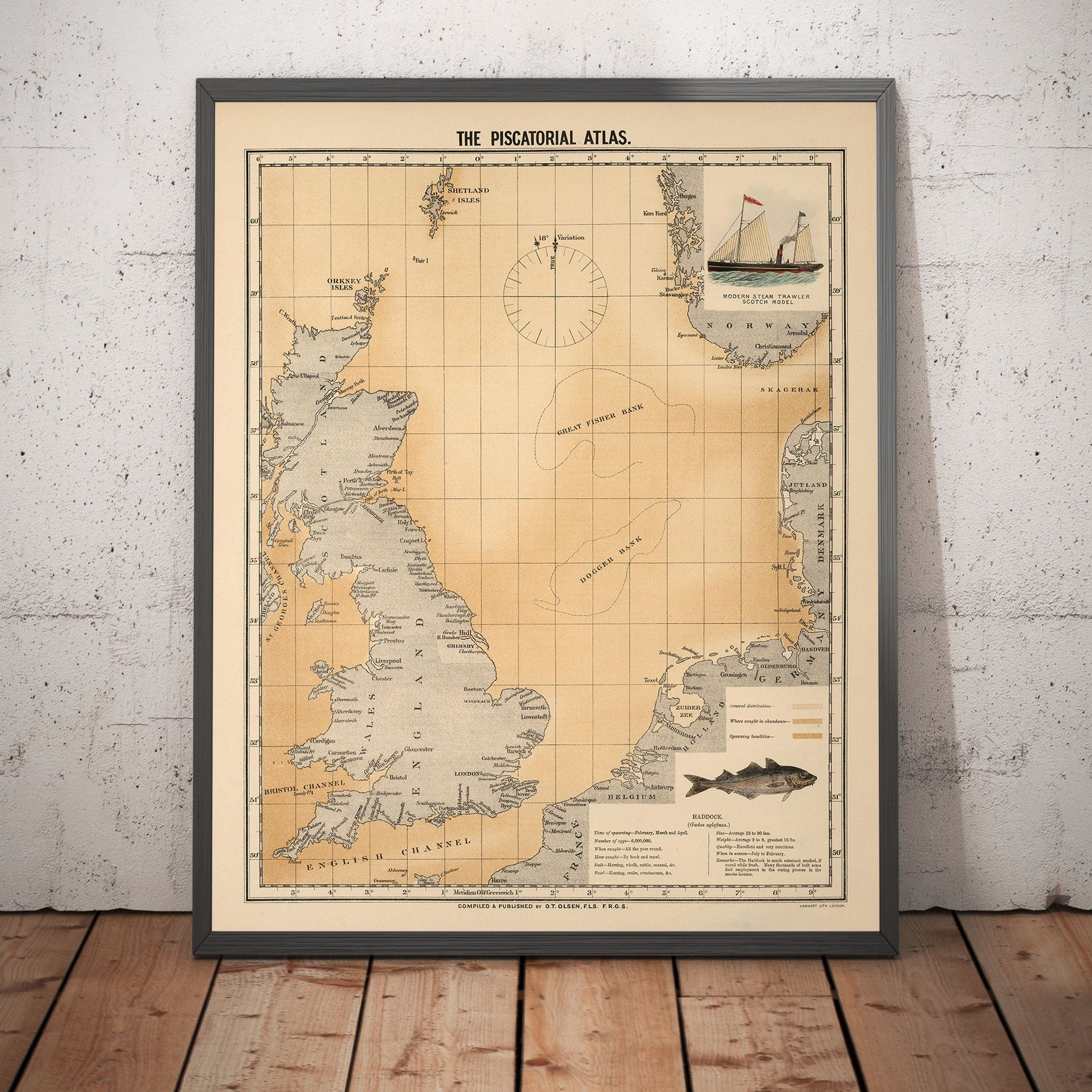 Old Haddock Fish Map of the North Sea, 1883 by O.T. Olsen - Haddock Fi ...