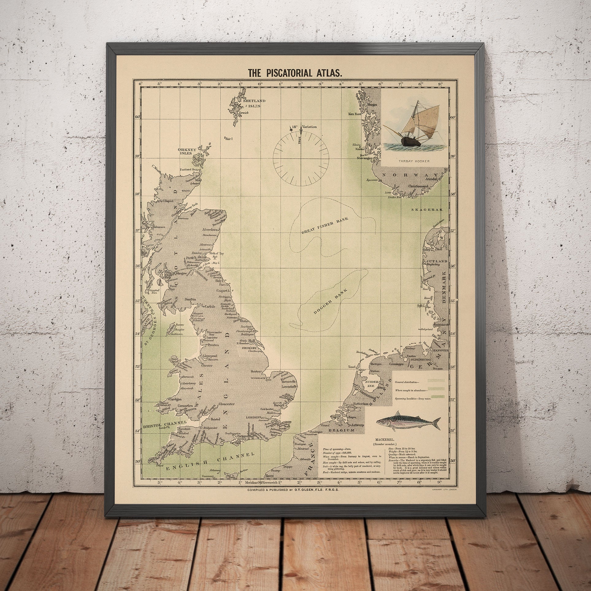 Old Mackerel Fish Map of the North Sea, 1883 by O.T. Olsen - Mackerel ...